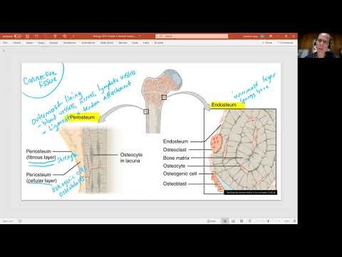 Biology 2010 Chapter 6 Bone Tissue and Skeletal System Gross Anatomy of Long Bones (Video 4)