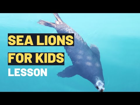 Sea Lions For Kids | Amazing Sea Lions: Fun Facts & Playful Adventures for Kids! ππ¦