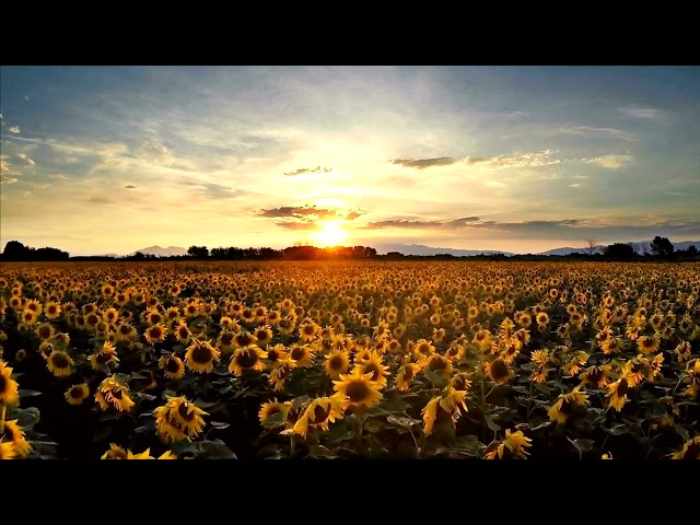 Carl A Desantis Foundation