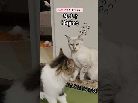 How to say Don't do it in Korean #learnkorean #hajima #catvideos #kitten