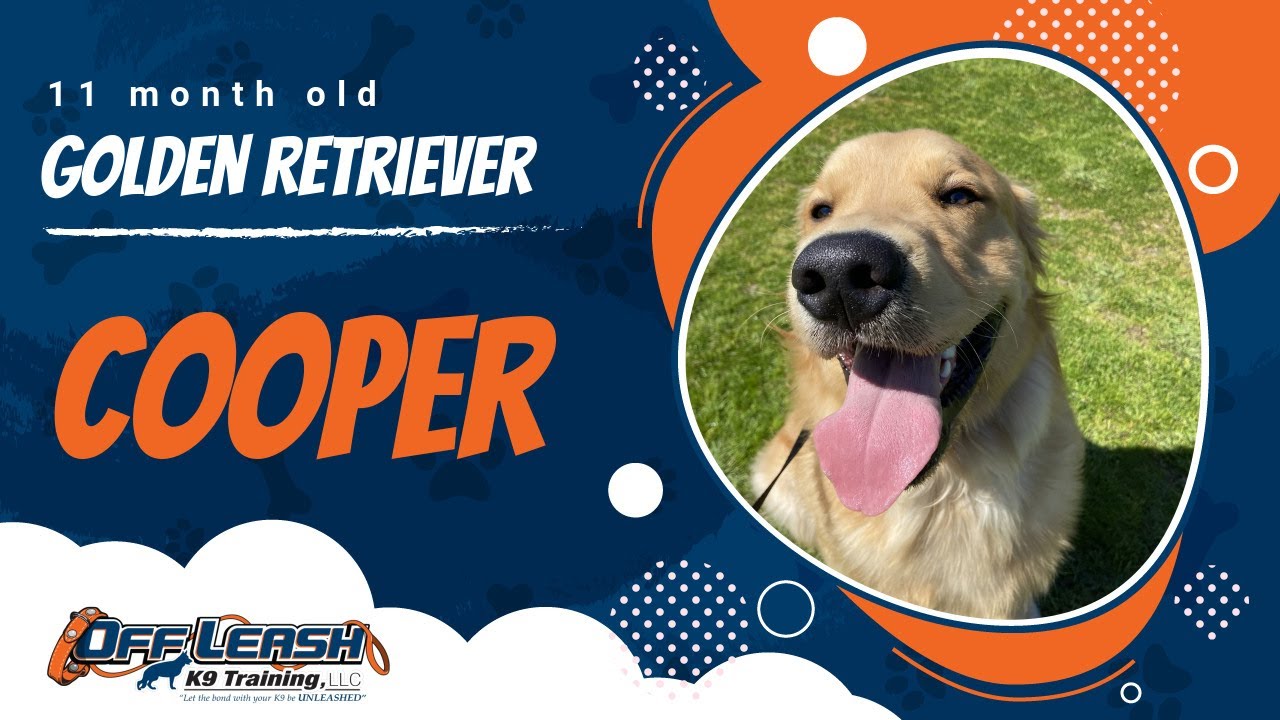 Best Golden Retriever Dog Training | Seaside, CA | Cooper