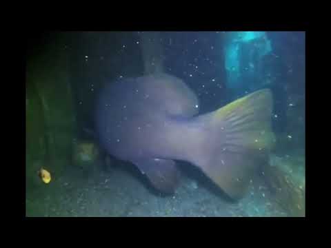 A massive Grouper (toilet on the left for scale)