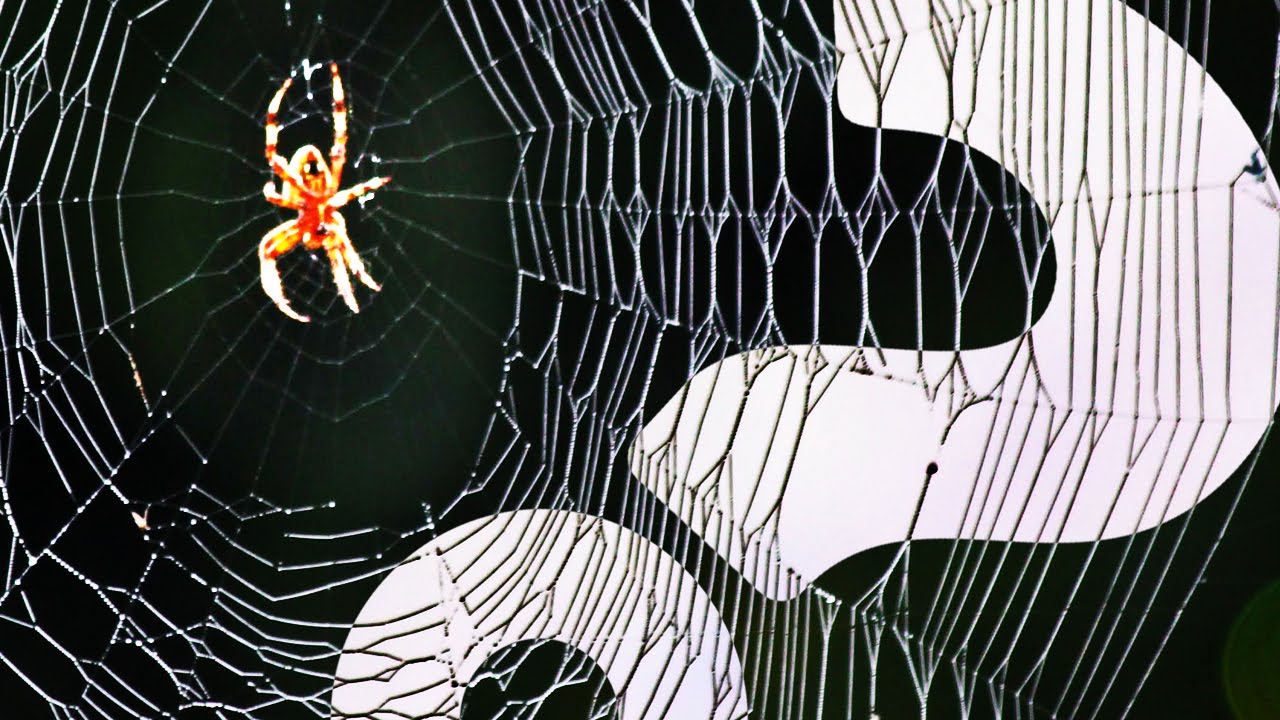 Sometimes Spiders Share Themselves to Death | HowStuffWorks NOW