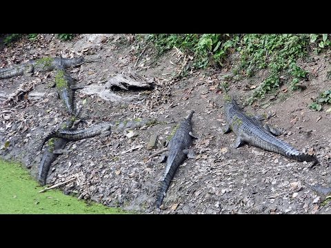 Biggest Gharial - Giant Crocodile like Indian Alligator Gavial in Bethuadahari Forest, Nadia