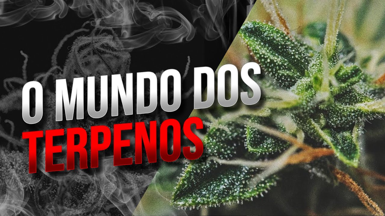 The World of Terpenes - What They Are and How to Use Them | Da Mata Explains