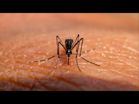Part 6 : Vector control-Biology of Aedes aegypti Mosquitoes
