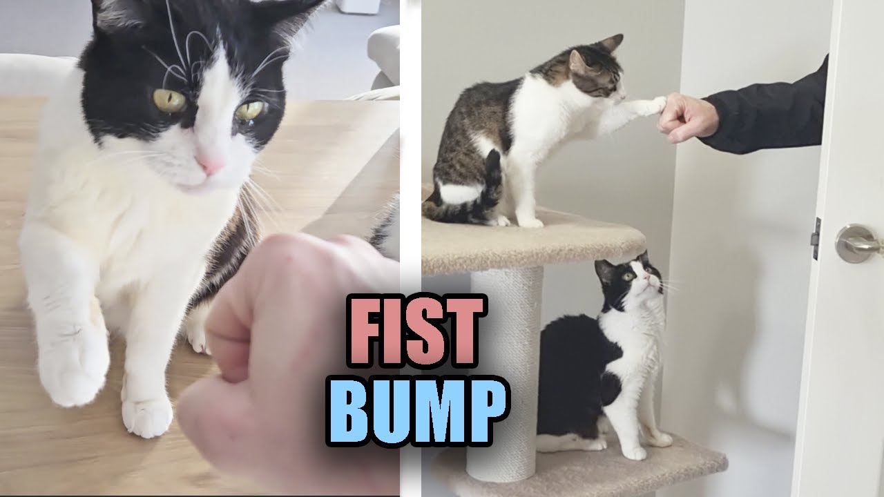 Fist Bump With Cats Forever