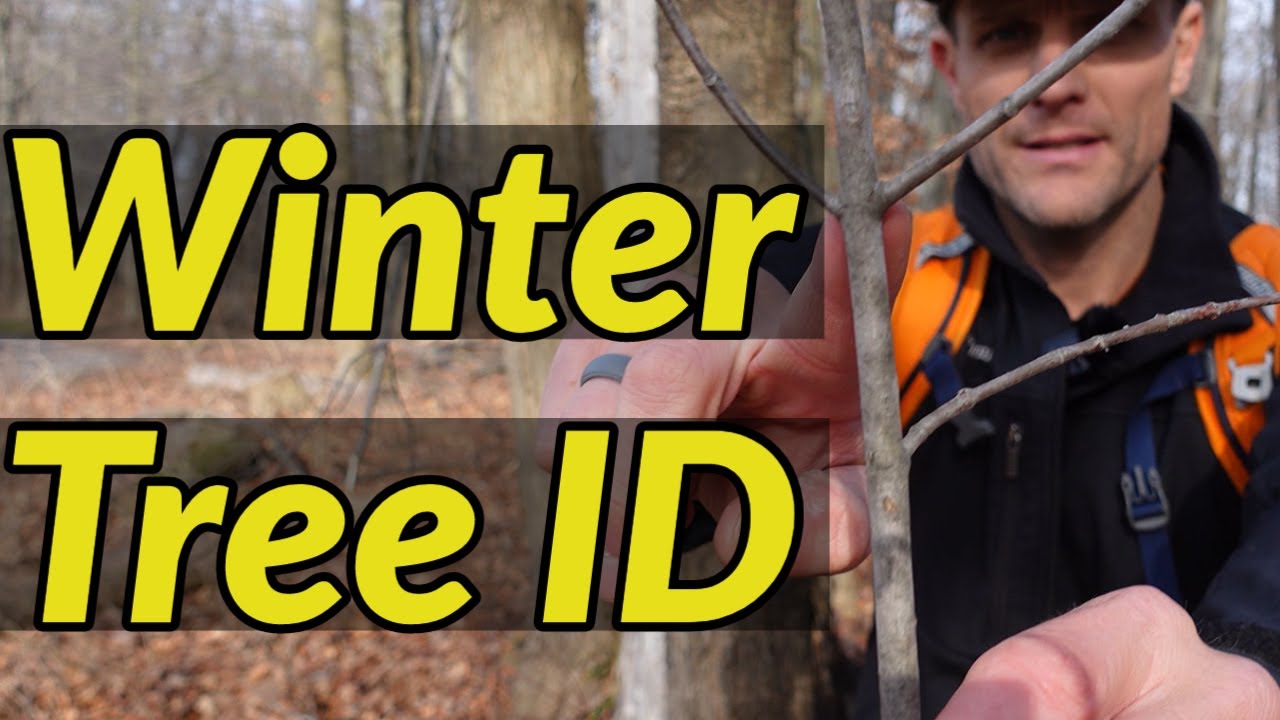 HOW TO IDENTIFY TREES IN WINTER // Tree identification using their bark