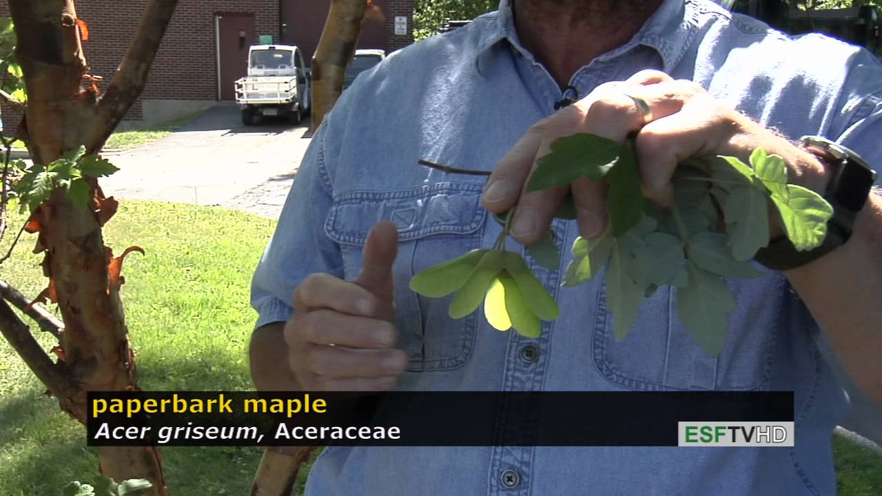 Trees with Don Leopold - paperbark maple