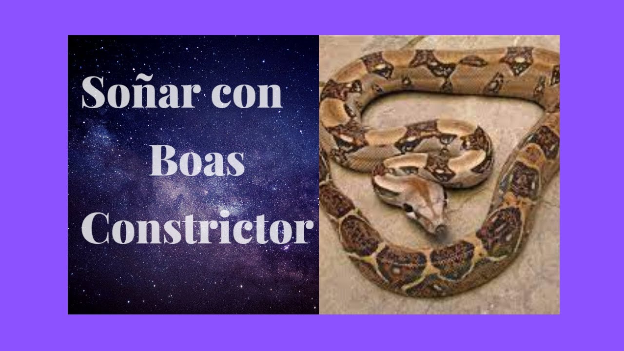 🐍Soñar con una Boa Constrictor {Significado}🐍