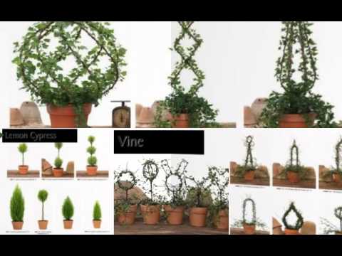 Fresh Topiary Trees & Plants, Animal Topiary Forms and More!