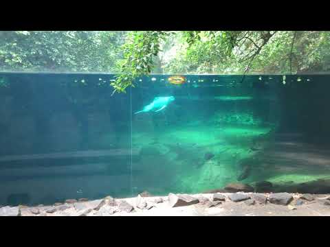 Riverdolphin | ZOO Duisburg Germany