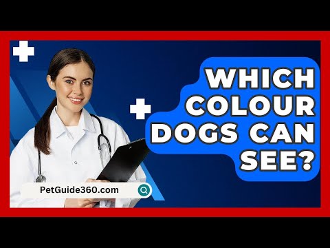 Which Colour Dogs Can See? - PetGuide360.com