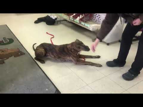 Rex - A Greyhound/Plott Hound Rescue from Northern Michigan