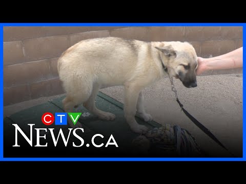 Sensory garden for dogs at Animal Services