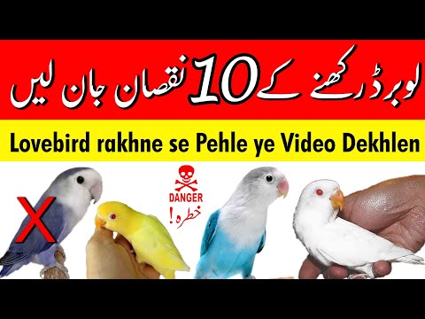 Lovebird rakhne ke 10 nuksan janlen I love birds ka business kaise kare