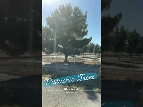 Pistachio Trees in Roswell, New Mexico
