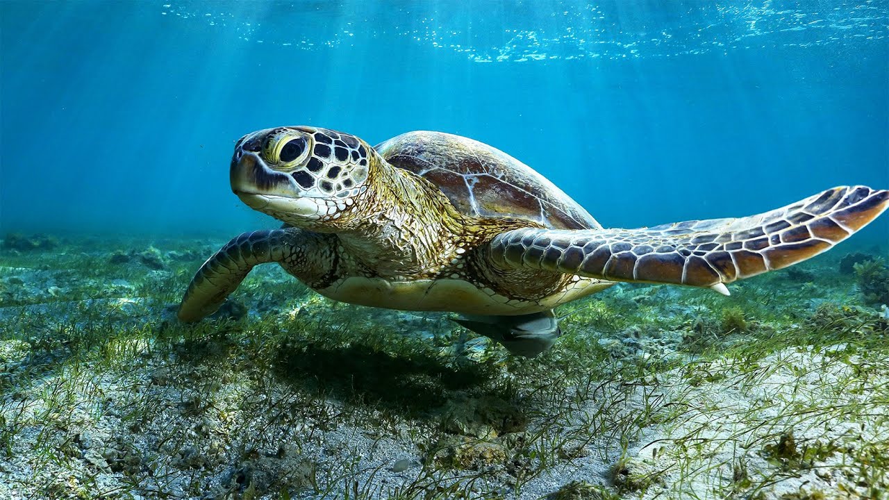 Inside the Hunt for Vicious Turtle Poachers