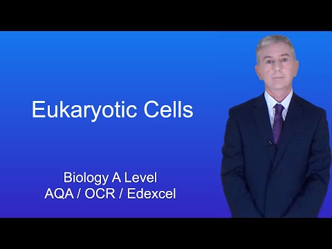 A Level Biology Revision "Eukaryotic Cells".