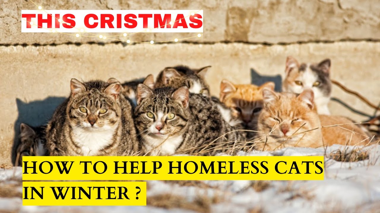 This Christmas How To Care For Homeless cats In Winter