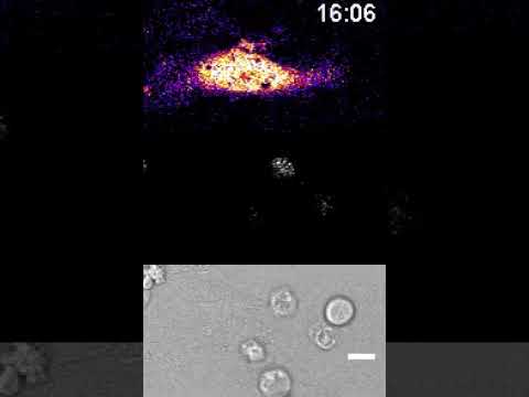 Calcium signaling during efferocytosis   Desai Lab 2022