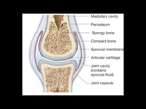 Synovial Joints: Structure, Function, and Types