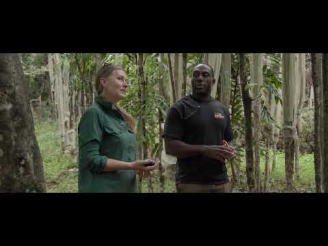Where Our Davidson Plums Come From | Behind the Scenes with BSKT Wholefoods