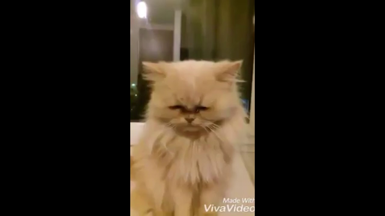 Cat Cries [With Tears]