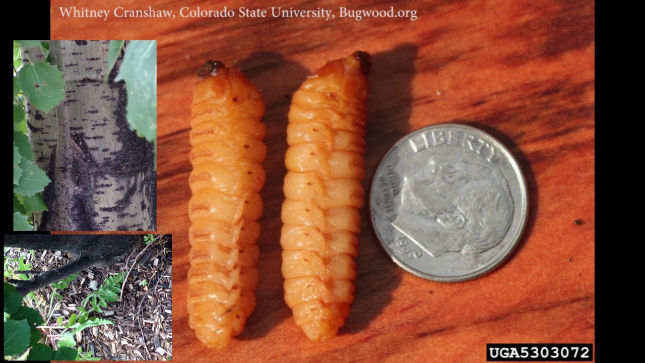 Horticulture Tips: Poplar Borer