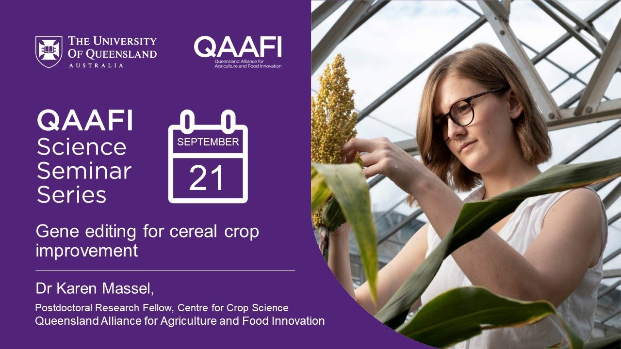 Gene editing for cereal crop improvement
