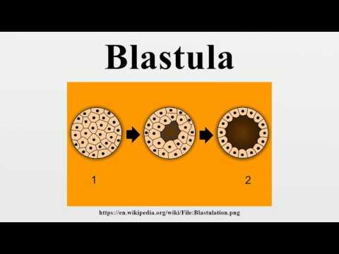 Blastula