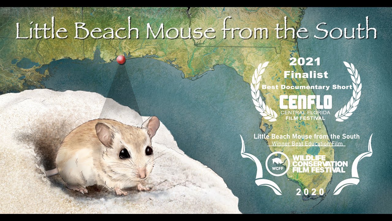 Ultimate Beach Guide to Perdido Key Florida Beaches - Florida Smart