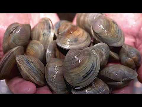 All About Red Tide