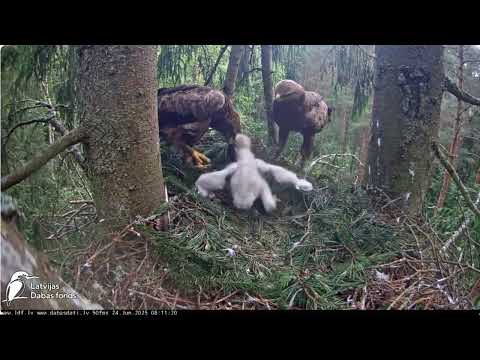 Jāņu dienas rīts, Andris atnes strupasti / Midsummer morning, Andris brings a vole LDF