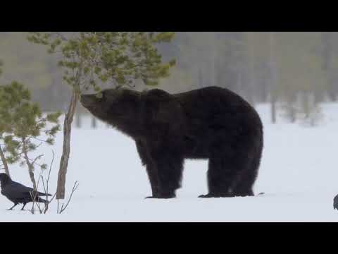 B.5 Three Bears in Wapusk
