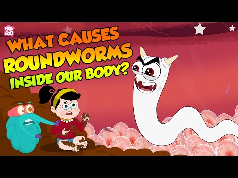 A Roundworm Parasite | What Causes Roundworms Inside our Body? | The Dr. Binocs Show