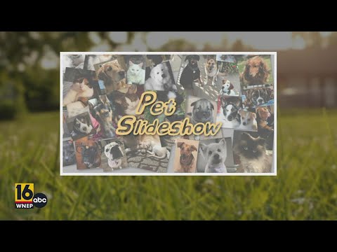 Pet Slideshow