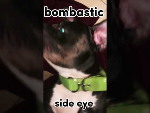 BOMBATIC SIDE EYE CRIMINAL OFFENSIVE SIDE EYE #meme #funny #dog #dogs #doglover #puppy #puppies