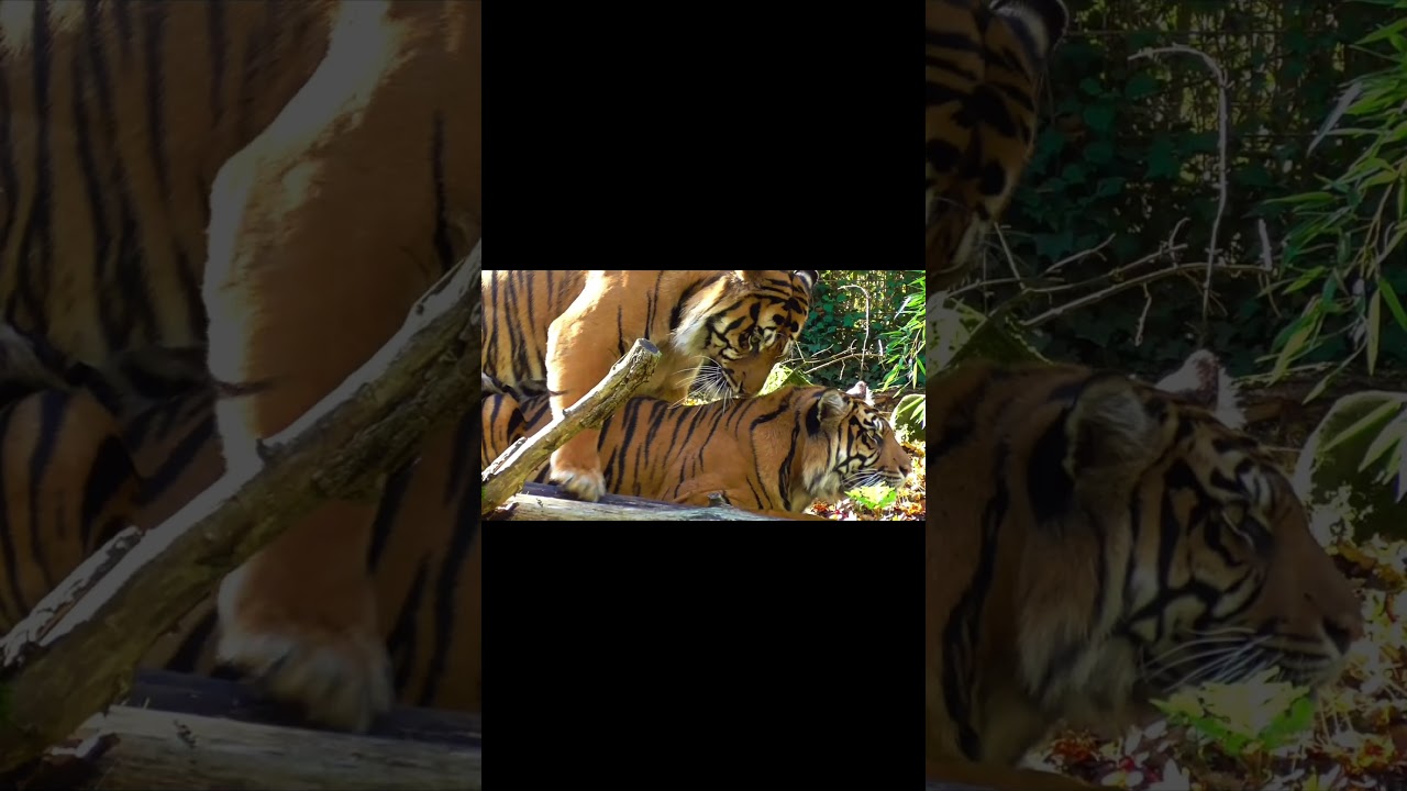 The secret hidden beneath the tiger's skin 🐯😱