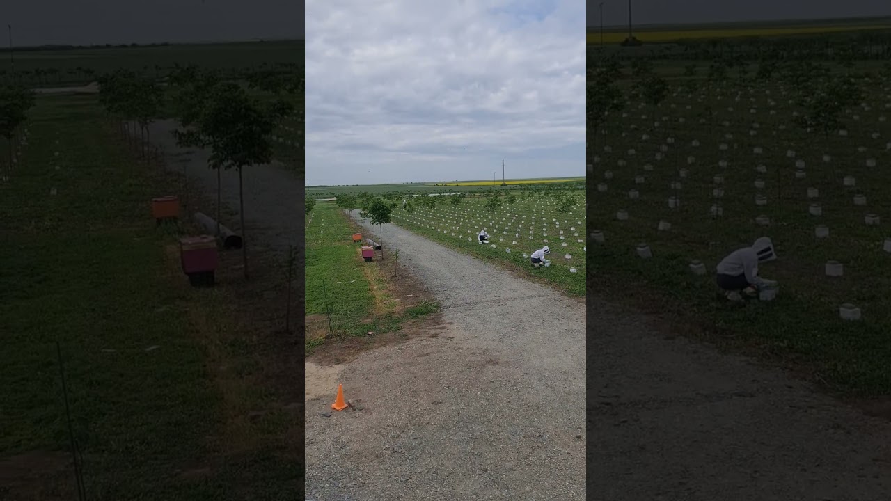 Apis Donau mating station