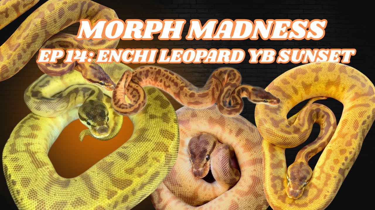 MORPH MADNESS: ENCHI LEOPARD YB SUNSET BALL PYTHON