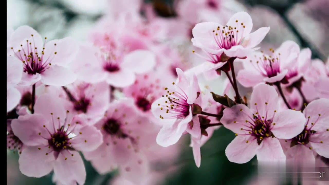 [New] flowers wallpaper download | Flowers photos HD Download