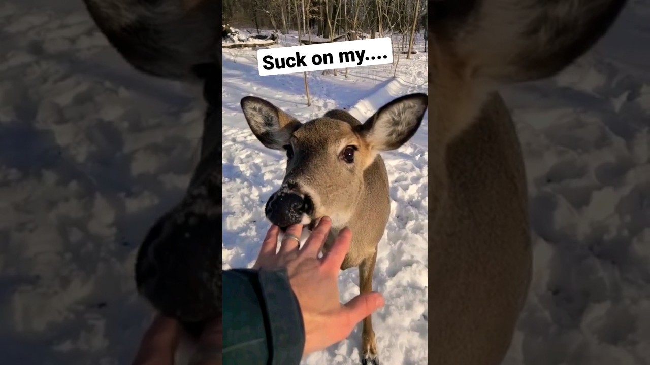 Deer Tries To Eat Me