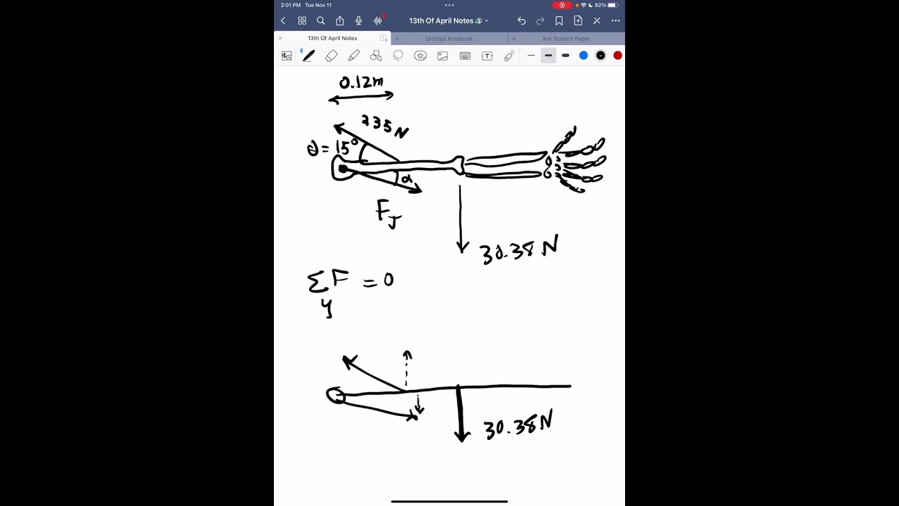 MuscleBoneEquilibrium
