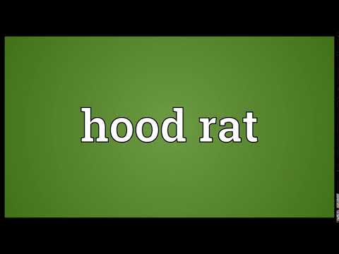 Hood rat Meaning | Wordogram