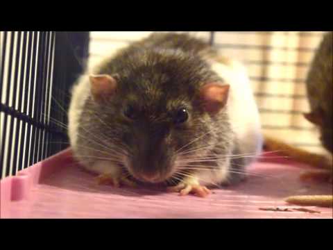 Rat Boggling Behaviour