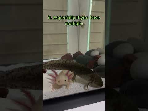 The right home for your axolotls 🏡