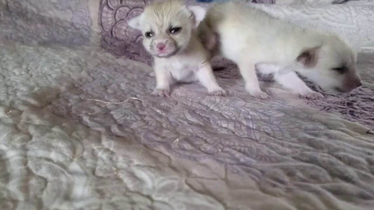 Fennec Fox Kits Learning to Walk