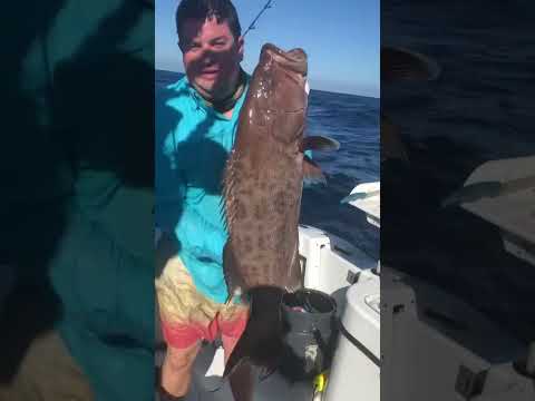 Donkey of a Scamp #Grouper landed by rake it up #fishing and the boys.