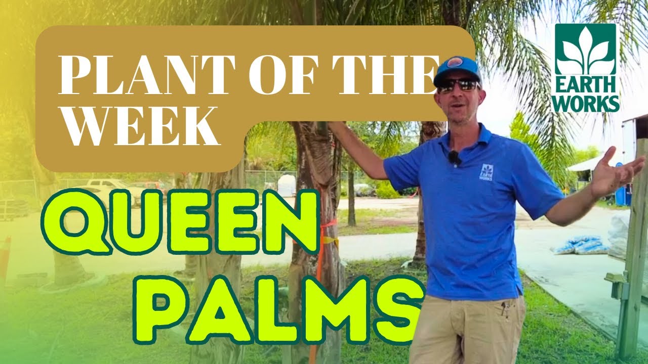 Queen Palms - Habits and Care for Northeast Florida